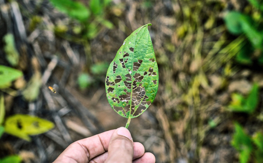 Deep Learning and Computer Vision to detect and classify plant diseases